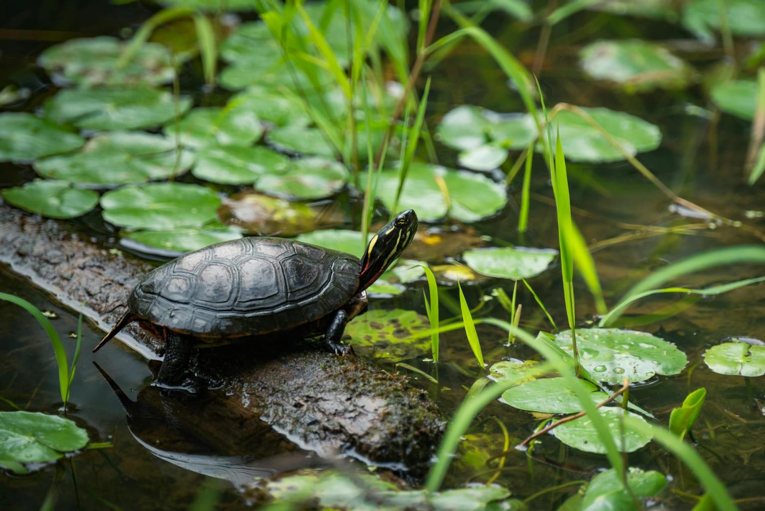 Guide to Choosing the Right Turtles for Your Turtle Pond