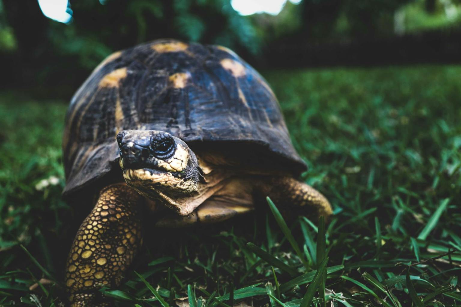 Guide to Designing & Building the Perfect Turtle Pond